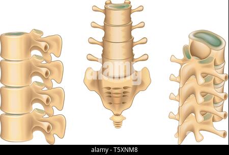 vector illustration of anatomy of the sacrum and lumbar vertebrae Stock ...