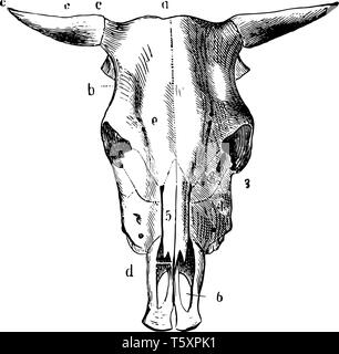 Ox Skull Line Drawing Stock Vector Image & Art - Alamy
