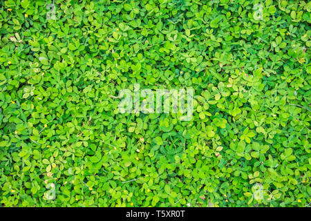Green beanstalk leaves natural background Stock Photo - Alamy