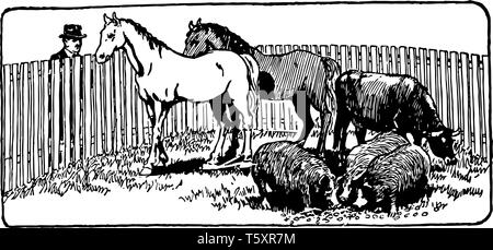 Farm animals illustration, drawing, engraving, ink, line art, vector ...