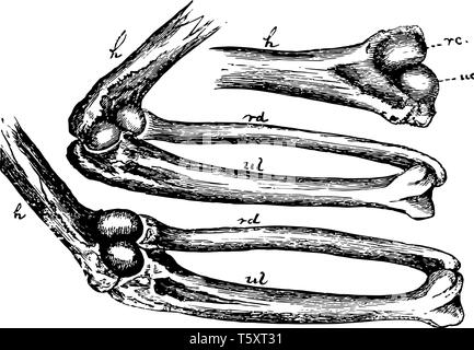 This illustration represents Elbow Joint, vintage line drawing or ...