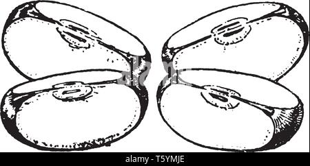 cut Apple line art drawing coloring page. Cross section of cut apple ...