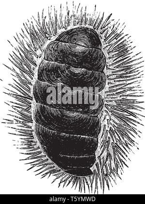 Black and White Chiton Vector Illustration - Hand-Drawn Sketch of ...