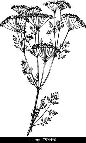Hemlock drawing, vintage plant illustration vector Stock Vector Image ...
