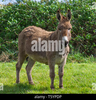 Donkeys-Equus asinus in a field near Arne, Dorset, England, Uk Stock ...