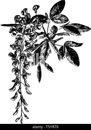 A picture is a flower of Laburnum plant. The Flower is yellow; its ...