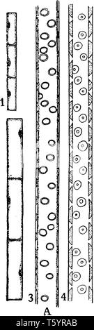 This picture showing a xylem development. This image showing a internal ...
