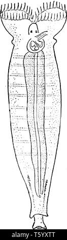 The rotifers make up a phylum of microscopic and near-microscopic ...