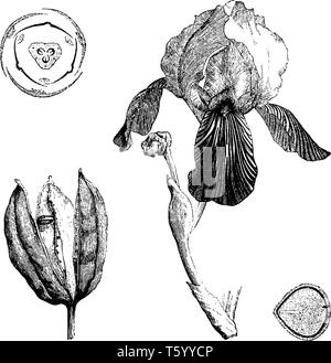 flower and leaves Stock Vector Image & Art - Alamy