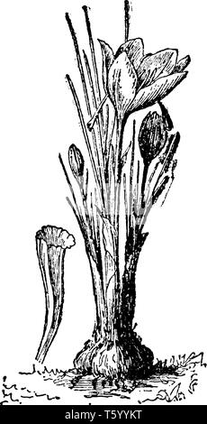 yellow flower garden Stock Vector Image & Art - Alamy