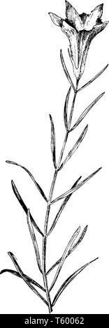 A picture is showing Gentiana. It belongs to gentian family. This is ...