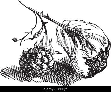 Berry is pulpy, fleshy, juicy fruit. It is rounded, brightly coloured ...