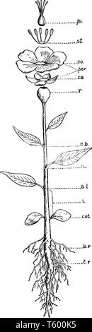 The Picture shows parts of the flower plant. It shows the stamen ...