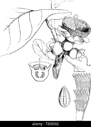 A picture showing different parts of a stamen. The parts are anther ...