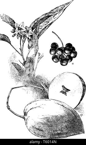 A picture showing a branch of Huckleberry tree with its fruit. The ...