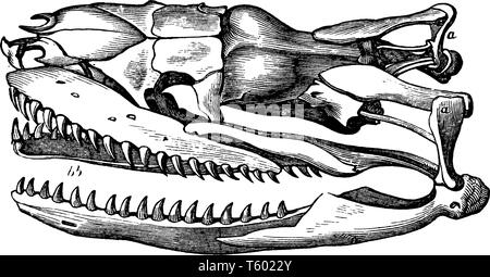 Boa constrictor is a species of large heavy bodied snake that is ...