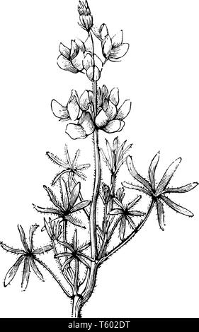 lilac flowers branch Stock Vector Image & Art - Alamy