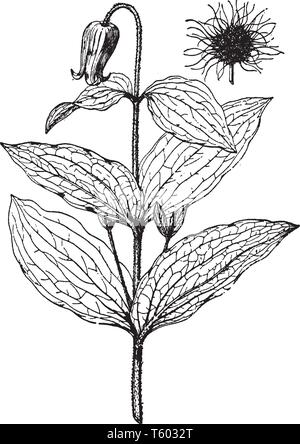 Clematis flower drawing illustration. Black and white with line art ...