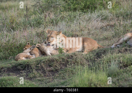 Lioness bathing cub, Tanzania Stock Photo - Alamy