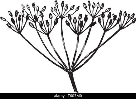 A picture or diagram showing the umbel arrangement of flowers which ...