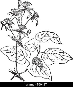 Clematis flower drawing illustration. Black and white with line art ...