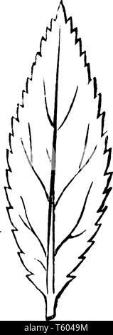 This is leaf of Lanceolate Leaf. And its shape is like a leaf lamina ...