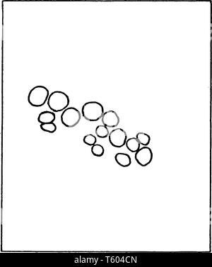 An Image showing cross section of the stem of hop. It is round shape of ...