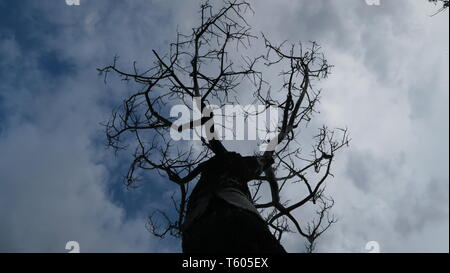 Deth Tree, Global Warming Concept Stock Photo - Alamy