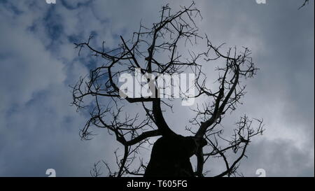 Deth Tree, Global Warming Concept Stock Photo - Alamy