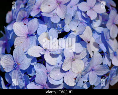 A closeup of a blue Mophead Hydrangea macrophylla flowers in the garden ...