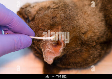 the veterinarian cleaning the ear of a cat with ceruminos otitis and ...
