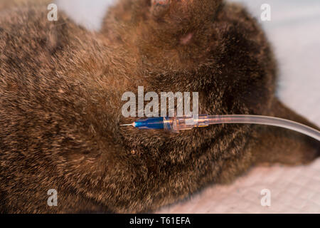 hydration of a cat by giving subcutaneous fluids Stock Photo - Alamy