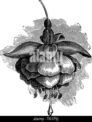 Fuchsia flower drawing illustration. Black and white with line art ...