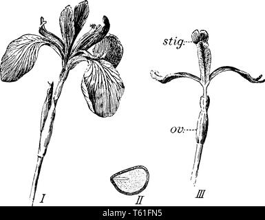 A picture showing Iris. This is the stages of flower growing. I: is the ...
