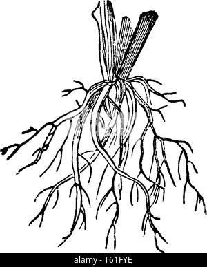 A picture of Fibrous root. These roots develop from adventitious roots ...