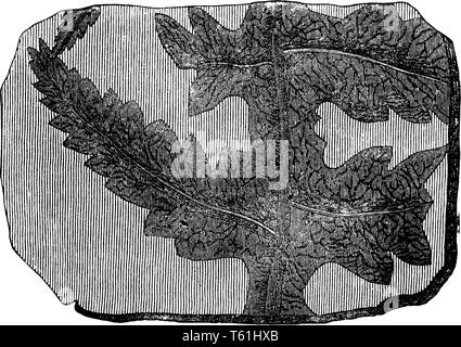 A picture showing the branch of Fossile fern which is also known as ...