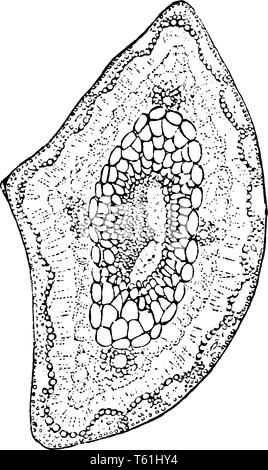This is Longleaf pine. Cross sections of leaves. This is circular ...