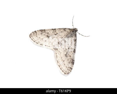 Early tooth-striped moth Trichopteryx carpinata on white background ...