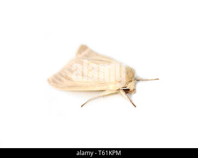 Mythimna pallens, the common wainscot moth, resting on a rotting tree ...