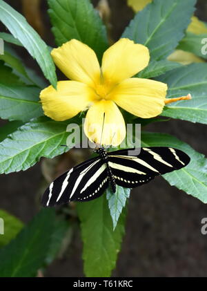 Beautiful black and yellow Zebra Longwing (Heliconius Charithonia ...