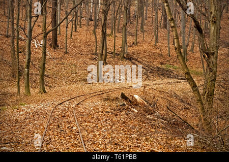 The narrow-gauge train at Mahóca in the Bükk National Park, Hungary ...