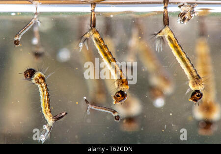 Elkton, OREGON, USA. 28th Apr, 2019. Mosquito larvae float near the ...