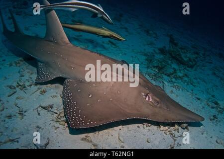 Guitar shark in the Maldives Stock Photo - Alamy