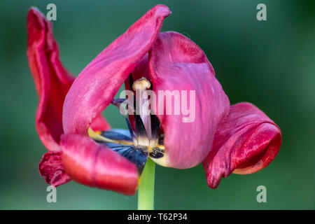 Wilted Flower, Dying Red Tulip drooping in Glass Vase against Black ...
