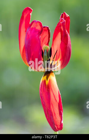 Wilted Flower, Dying Red Tulip drooping in Glass Vase against Black ...