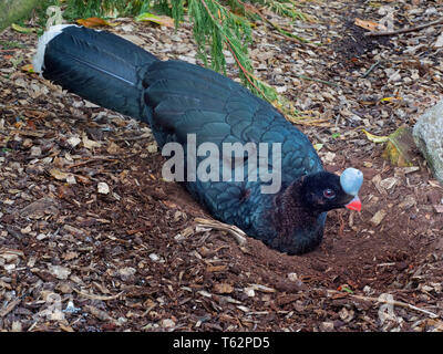 The helmeted curassow or northern helmeted curassow, (Pauxi pauxi ...