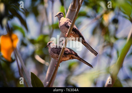 Closeup shot of a dove Stock Photo - Alamy