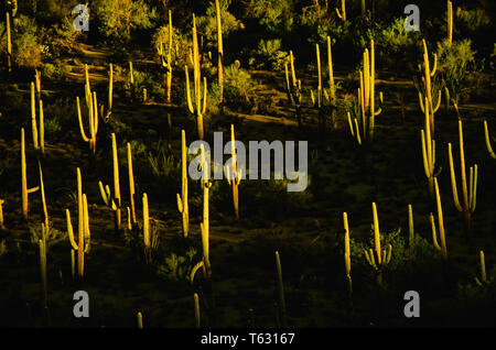 Shadow of a saguaro cactus Stock Photo: 309897308 - Alamy