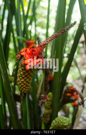 panama hat palm, toquilla, palma de sombrero (Carludovica palmata ...
