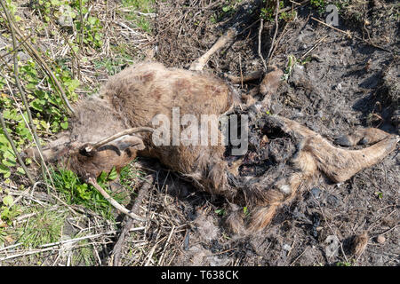 Dead european roe deer (Capreolus capreolus), recently died, in Stock ...